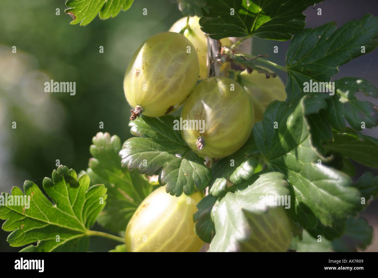 Gooseberry bush Ribes grossularia hardy deciduous shrub with juicy ...