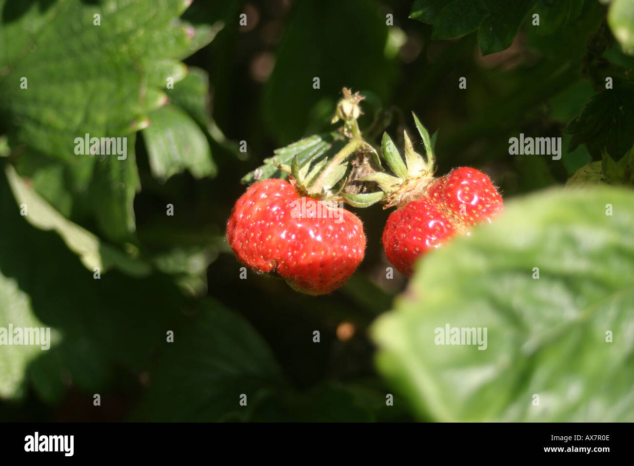 Organically grown strawberry plants Elsanta Fragaria x ananassa raised ...