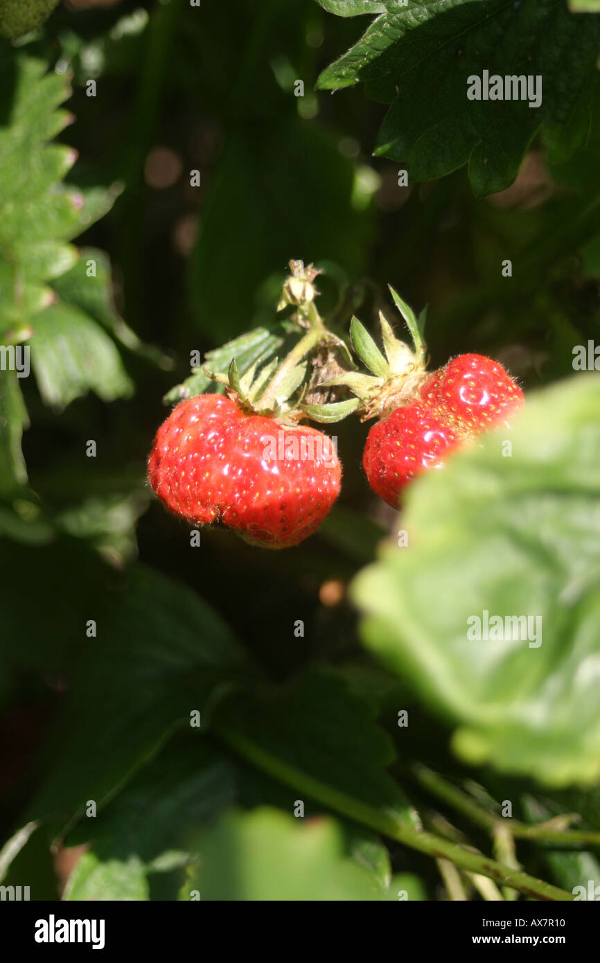 Organically grown strawberry plants Elsanta Fragaria x ananassa raised ...