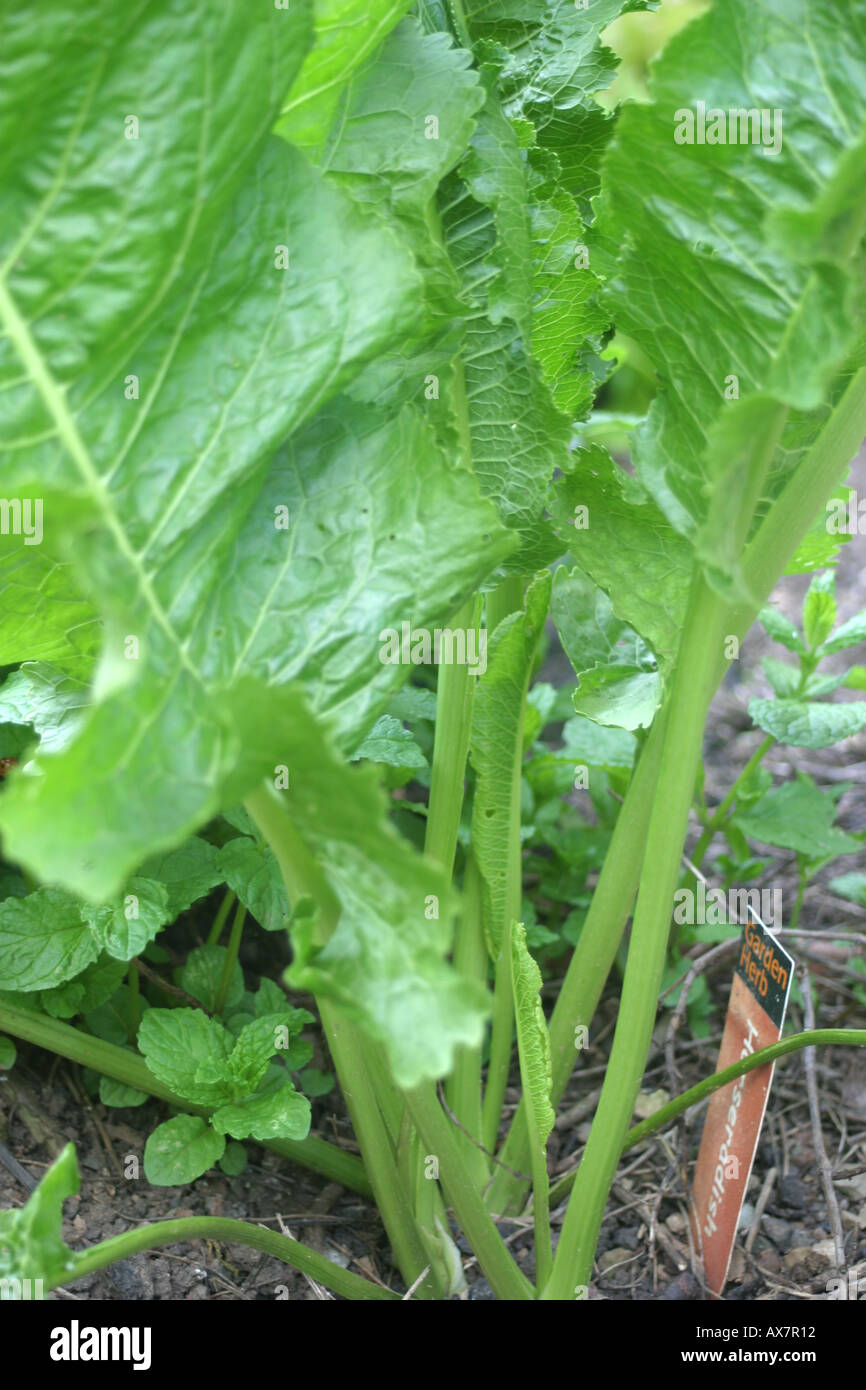 Root vegitable hi-res stock photography and images - Alamy