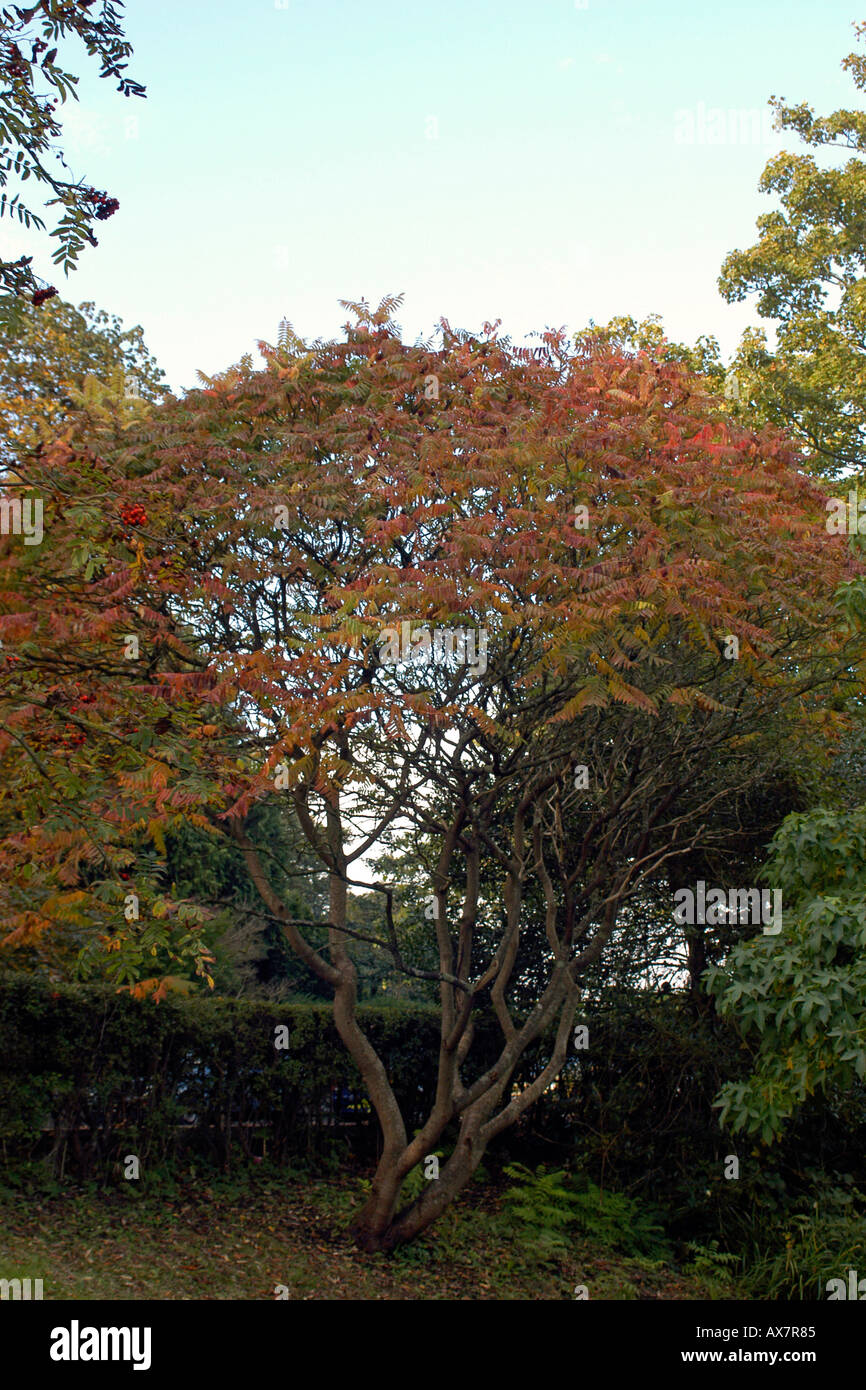 Colourful leaves on trees and on the ground as the temperatures drop ...