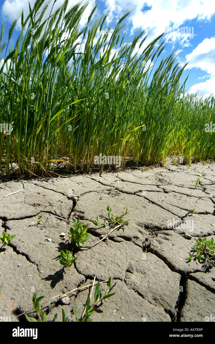 Wheat fields nebraska hi-res stock photography and images - Alamy