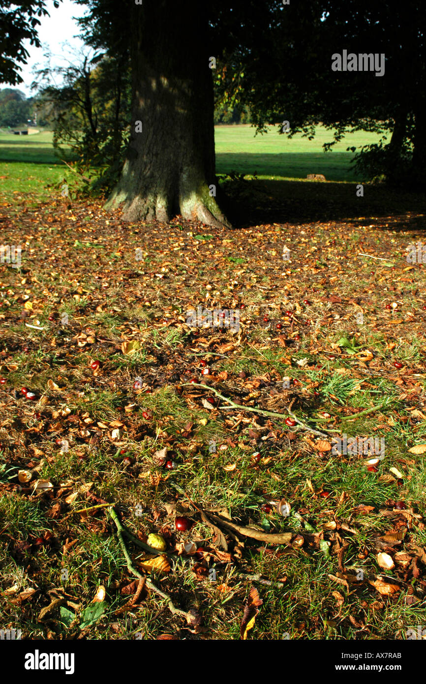 Horse Chestnuts - conkers on the ground, all part of natures cycle ...