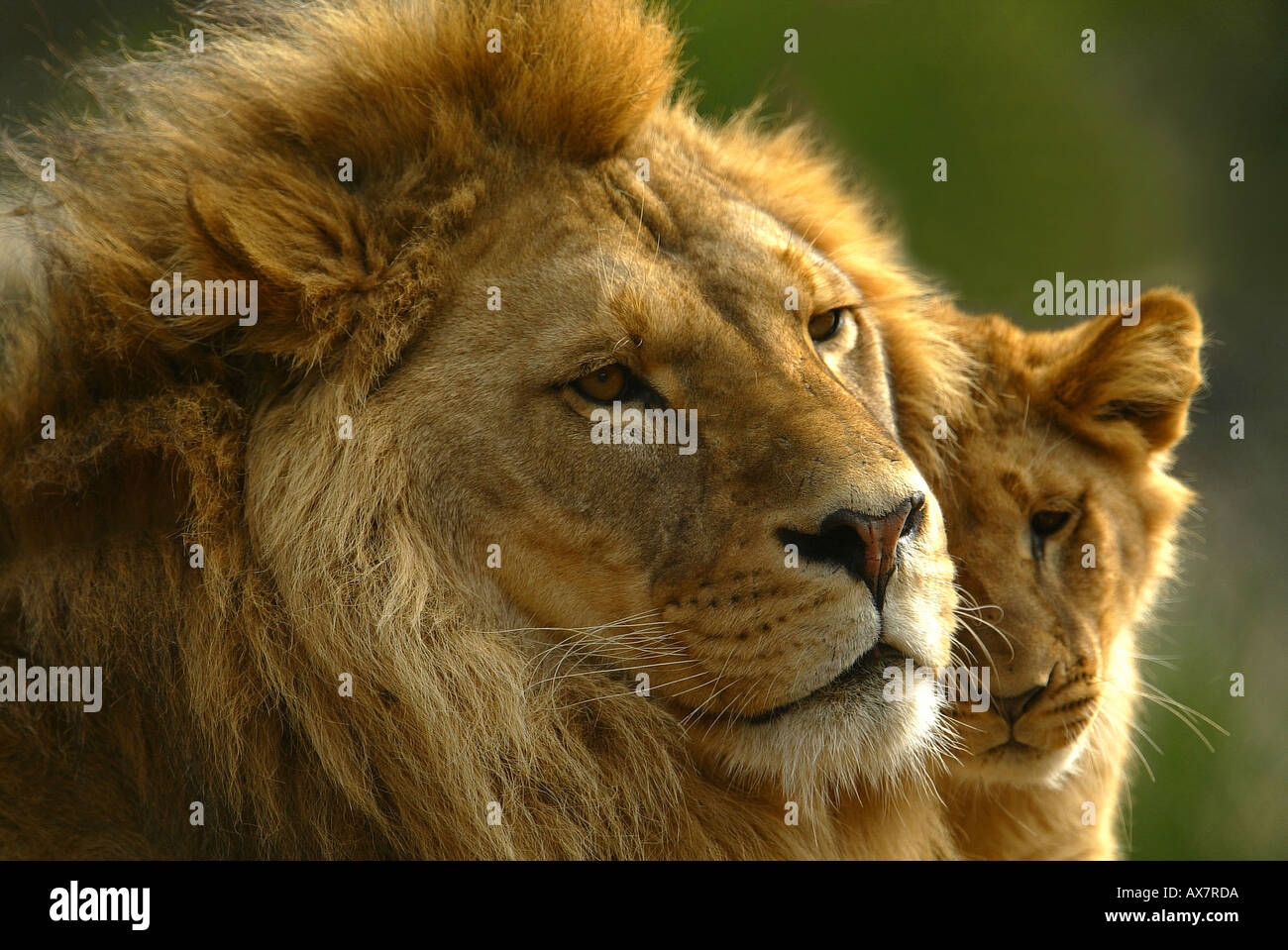 Lions protecting cubs hi-res stock photography and images - Alamy
