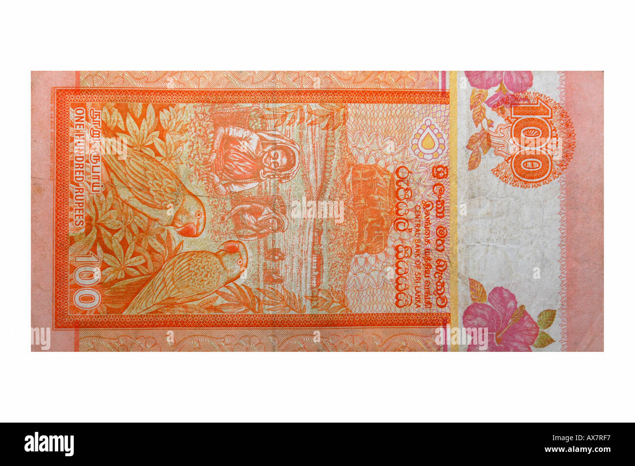 Reverse of a 100 Sri Lankan Rupee Bank note against a white background ...