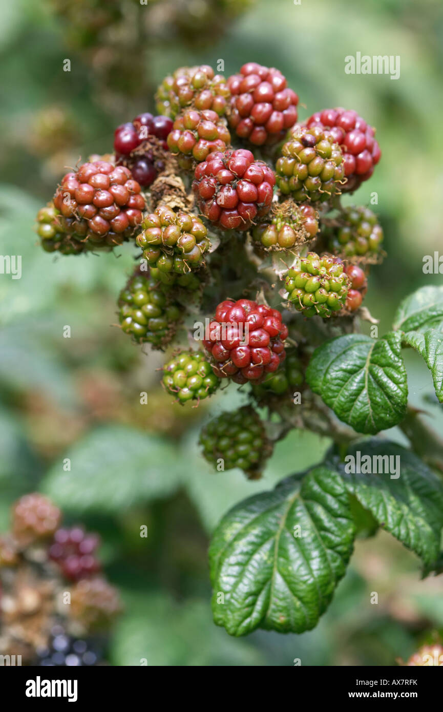 Rubus fruticosus seeds hi-res stock photography and images - Alamy