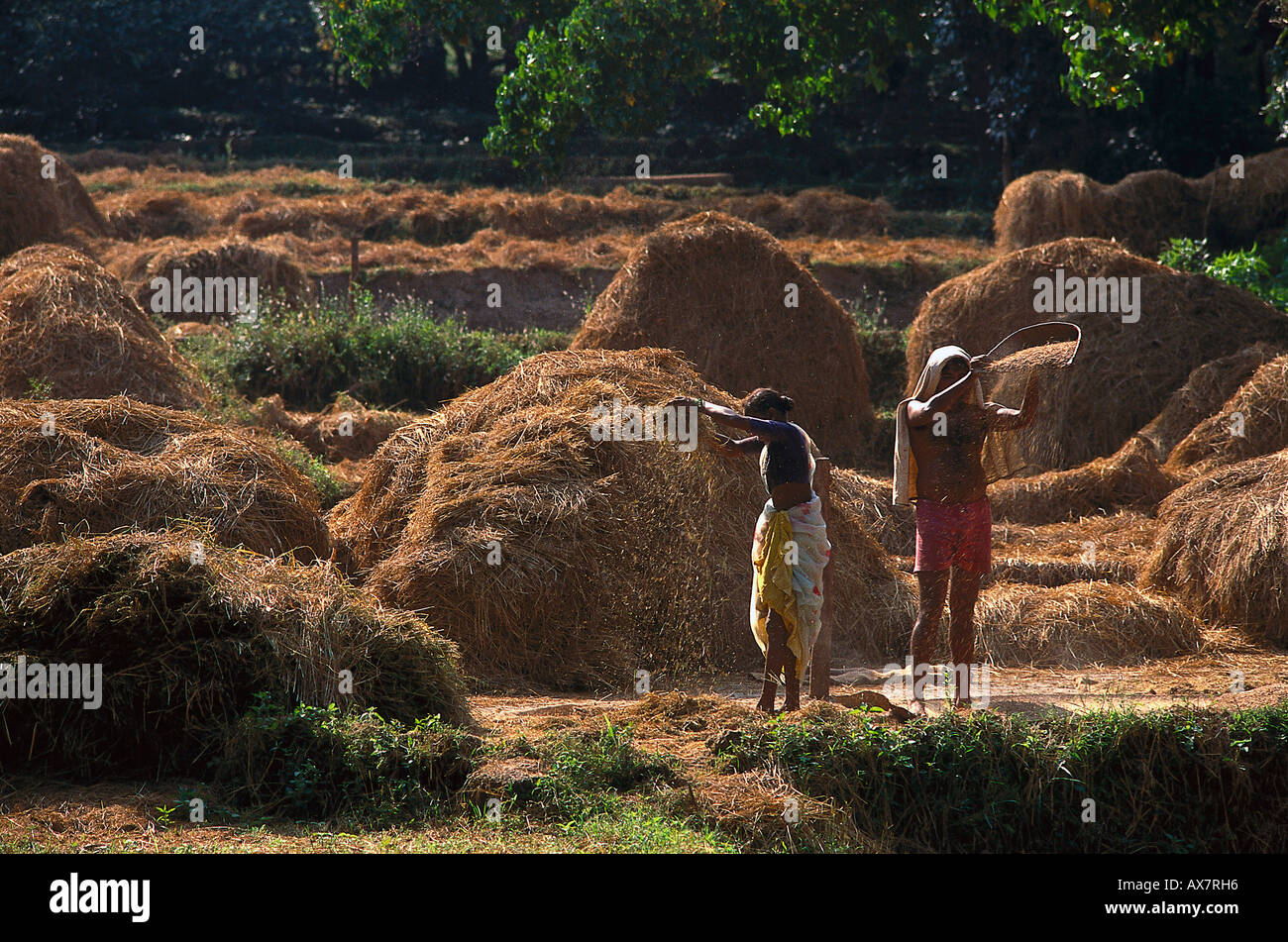 Reisernte hi-res stock photography and images - Alamy