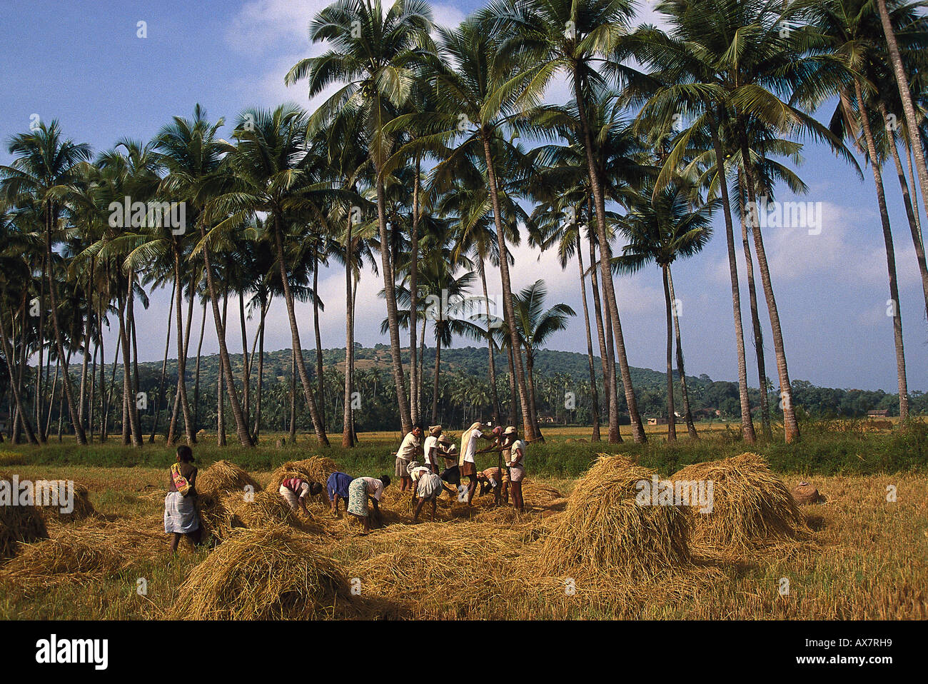 Paddy field goa hi-res stock photography and images - Alamy