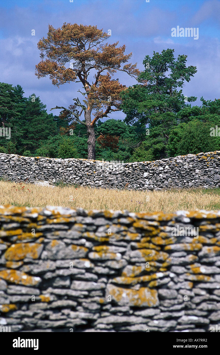 Limestone walls in front of trees, Faroe, Gotland, Sweden Stock Photo ...