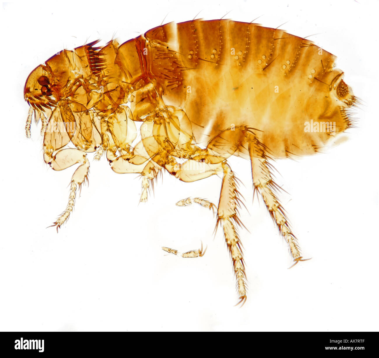 flea photomicrograph showing general structure Stock Photo - Alamy