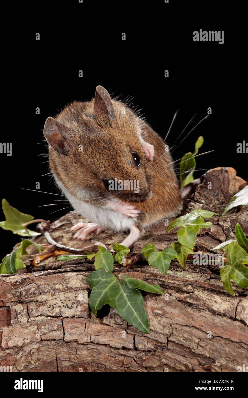 Mouse Washing High Resolution Stock Photography and Images - Alamy