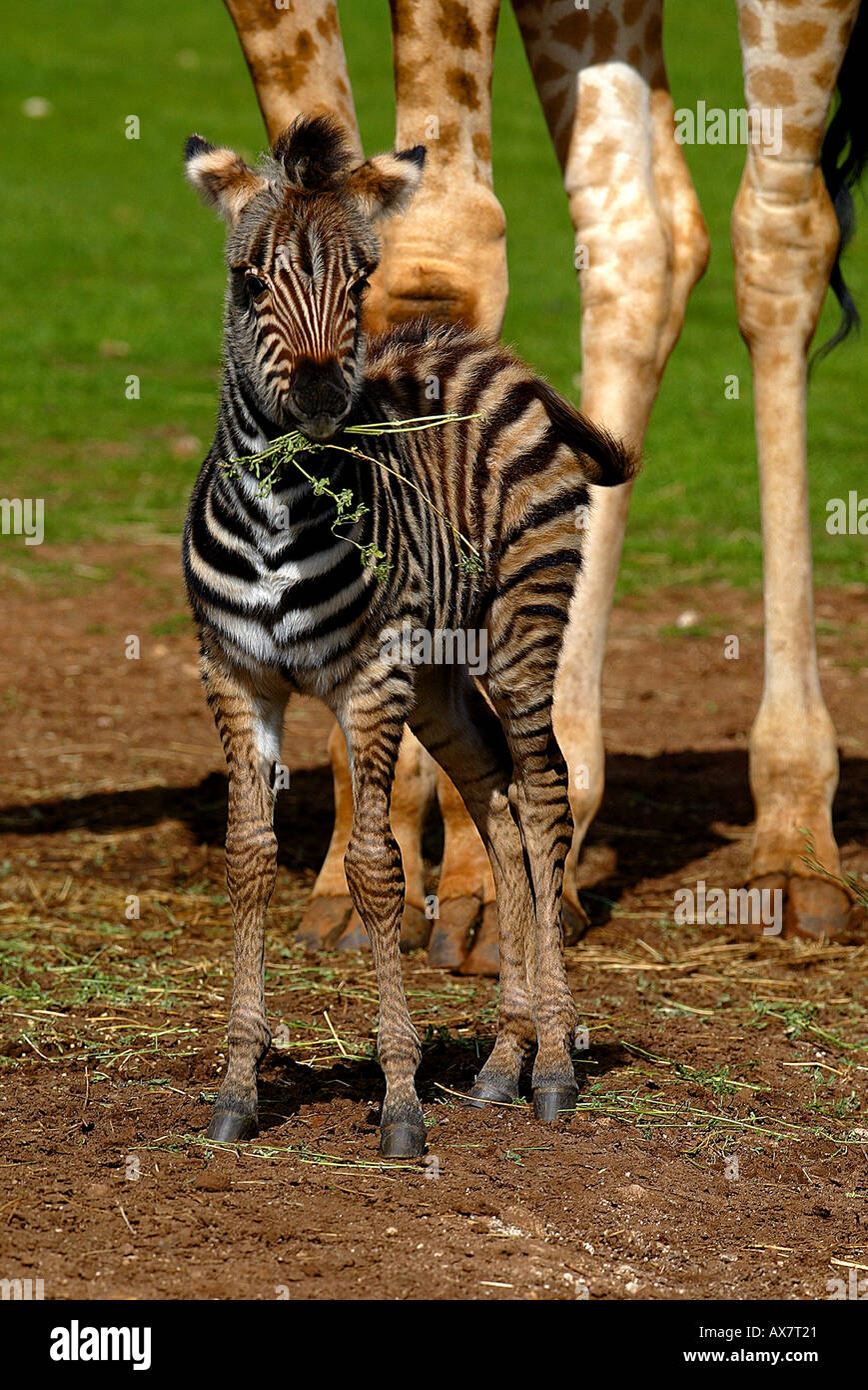 A baby Zebra Stock Photo - Alamy