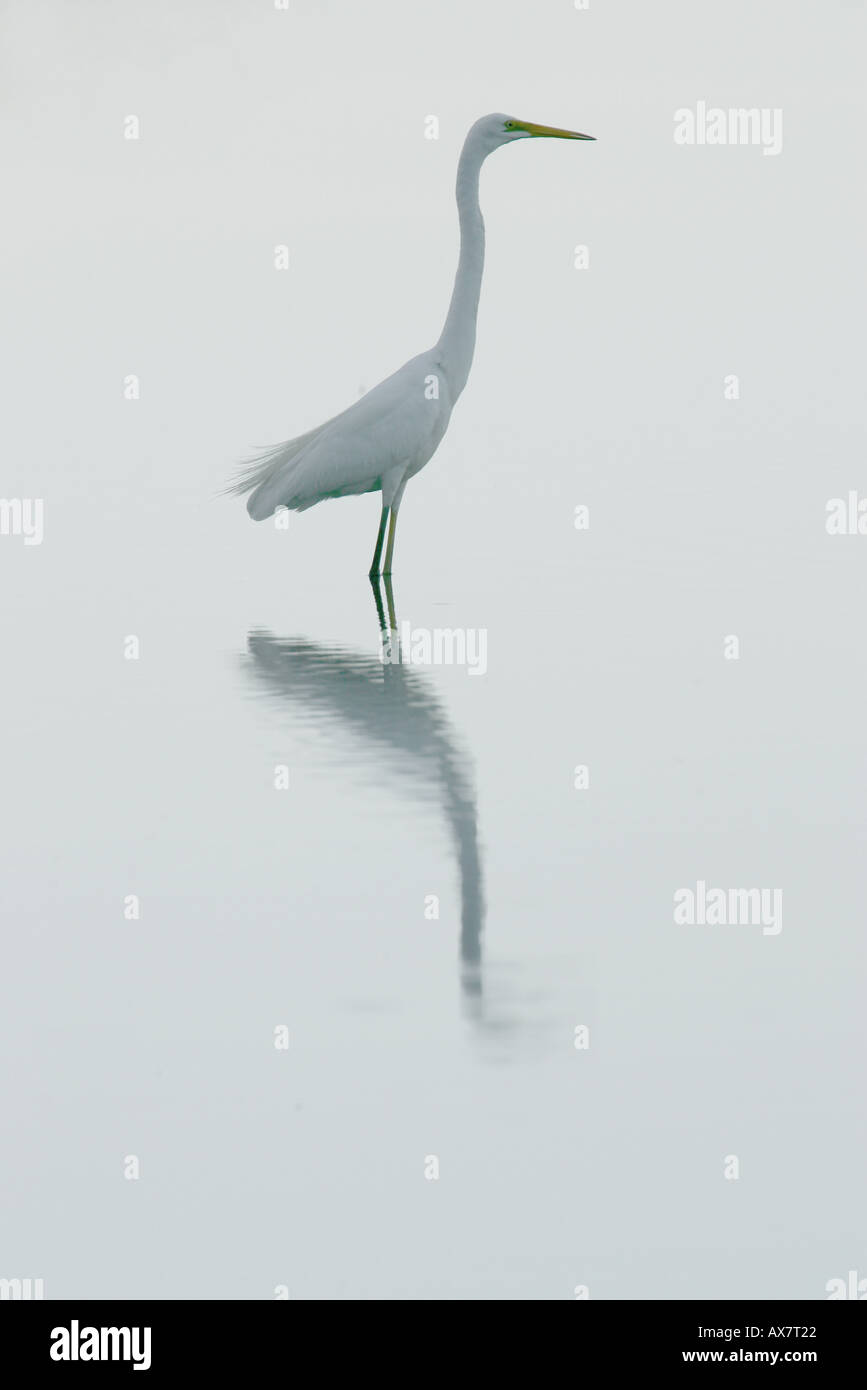 Great white egret standing still hi-res stock photography and images ...