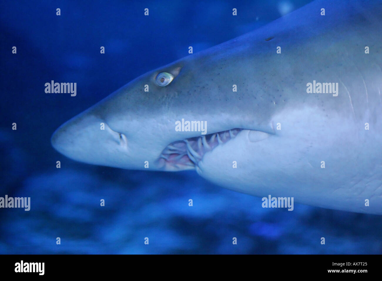 A grey nurse shark Stock Photo - Alamy