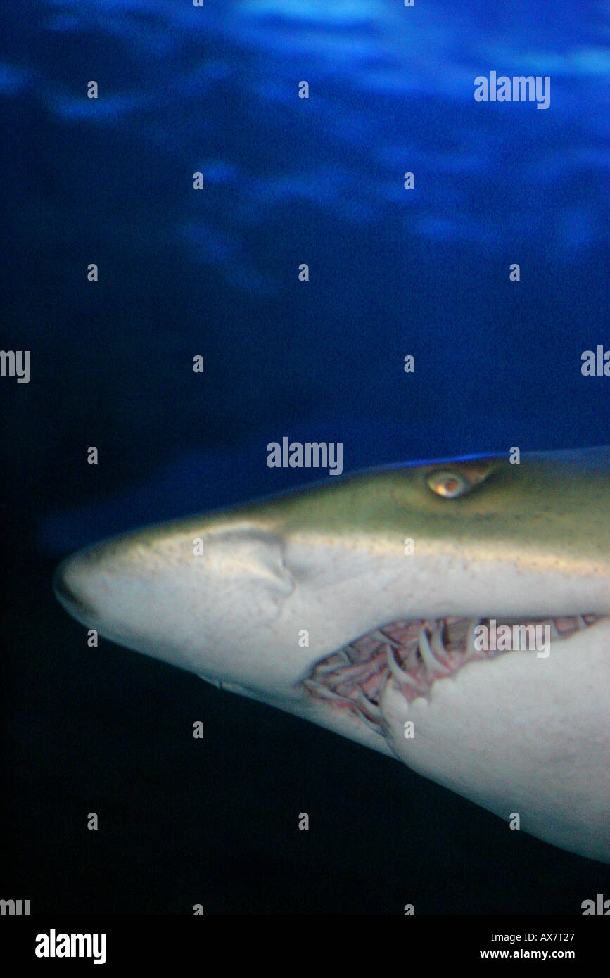 A Grey Nurse Shark Stock Photo - Alamy