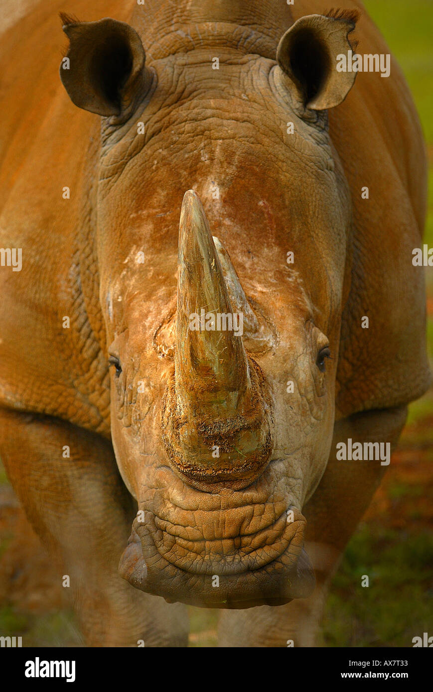 A white Rhino Stock Photo - Alamy