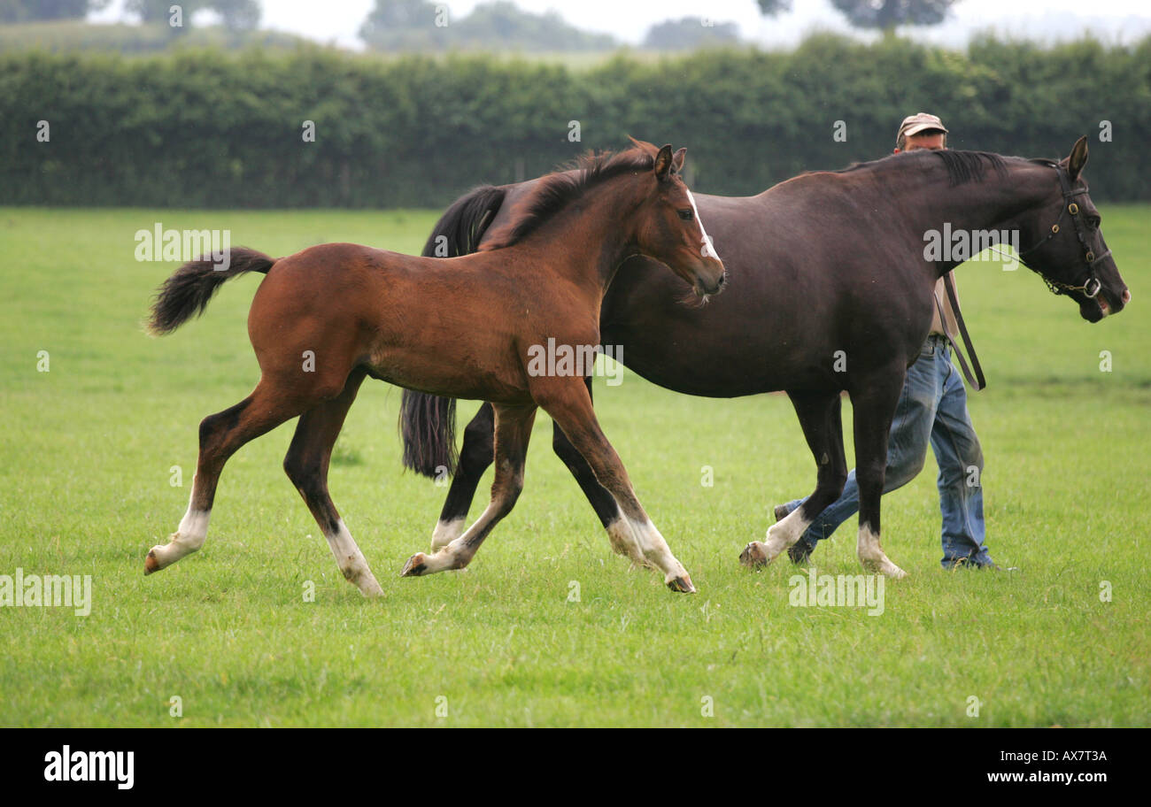 Sport Horse Foal Uk High Resolution Stock Photography and Images - Alamy