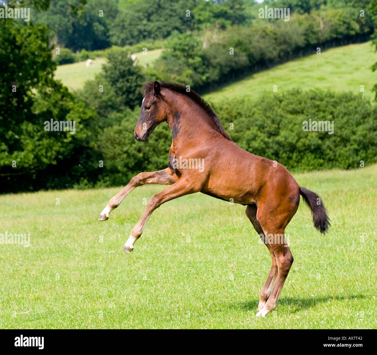 playful foal rearing in a field Stock Photo - Alamy