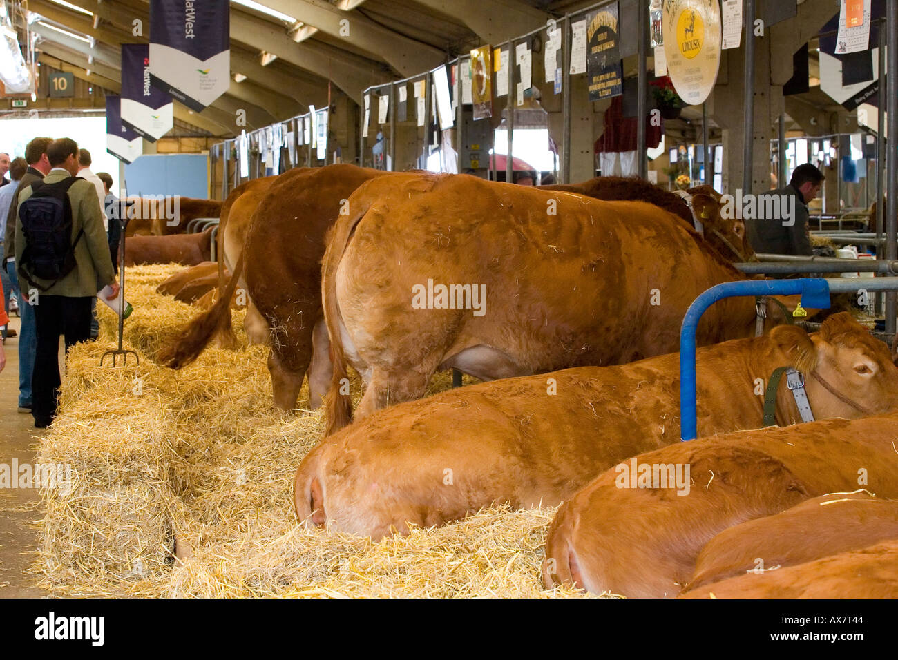 Limousin cattle lines at the royal agricultural show , england Stock ...