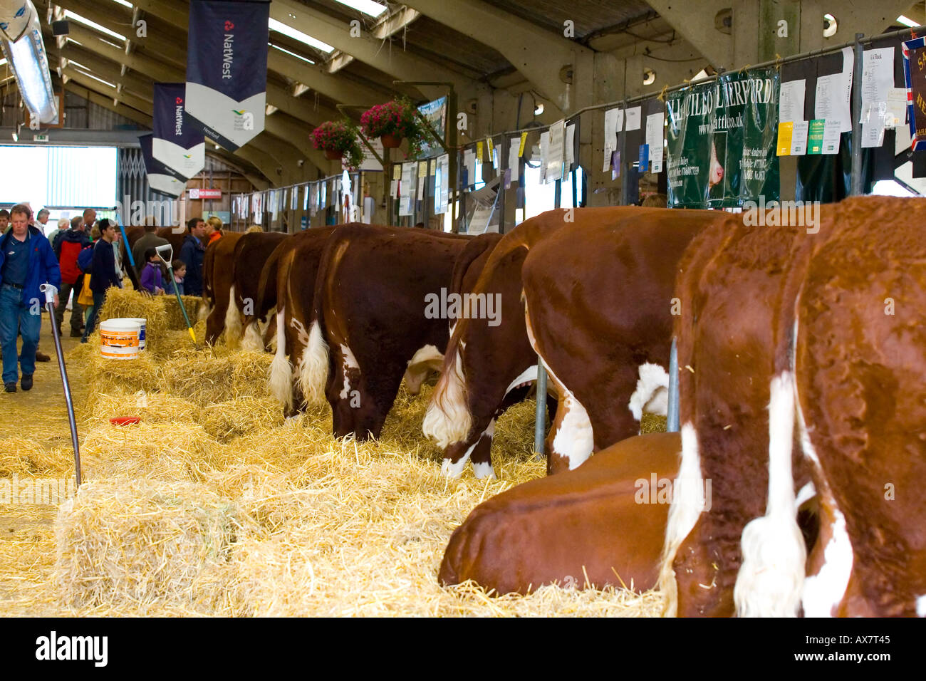hereford cattle lines at the royal agricultural show , stoneleigh ...