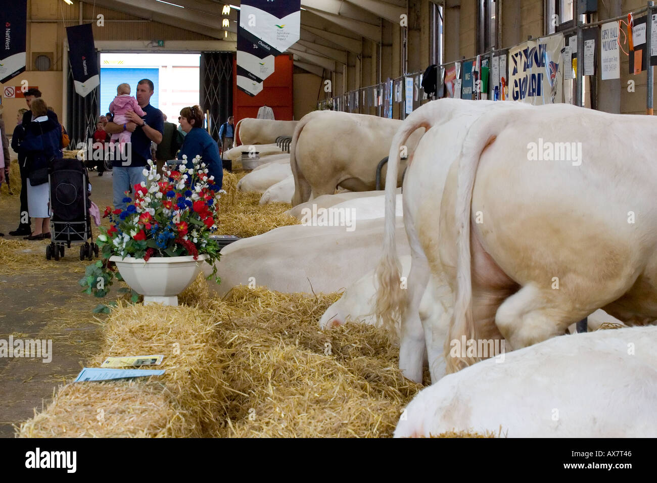 cattle lines at Royal Show england Stock Photo - Alamy