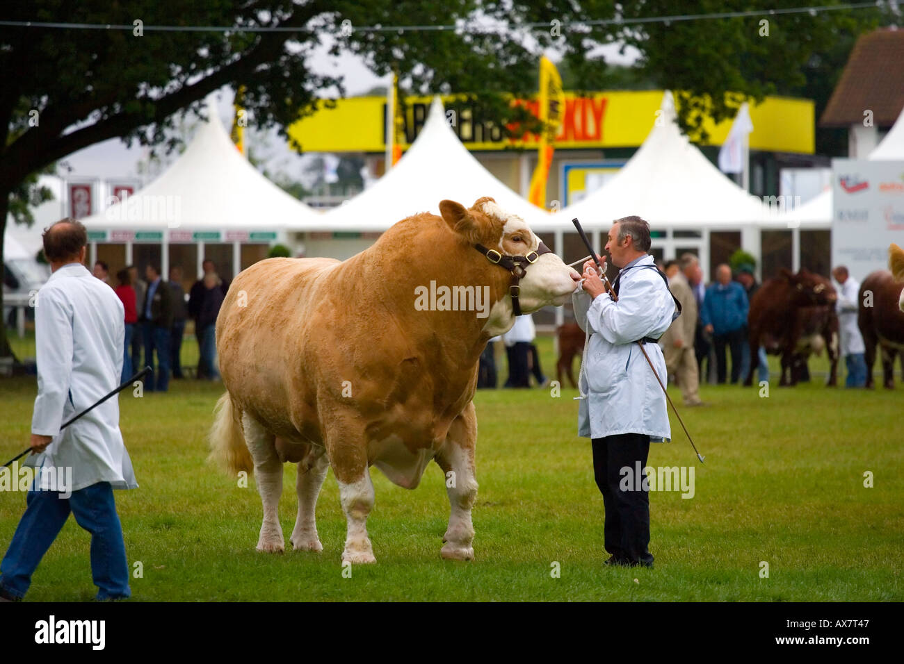 simmental bull at the royal show england Stock Photo - Alamy