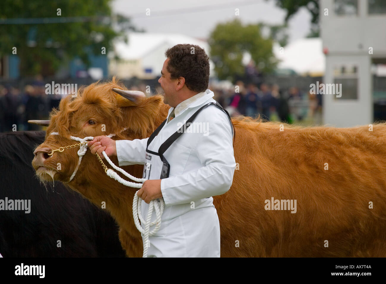 highland cattle at the royal show england Stock Photo - Alamy