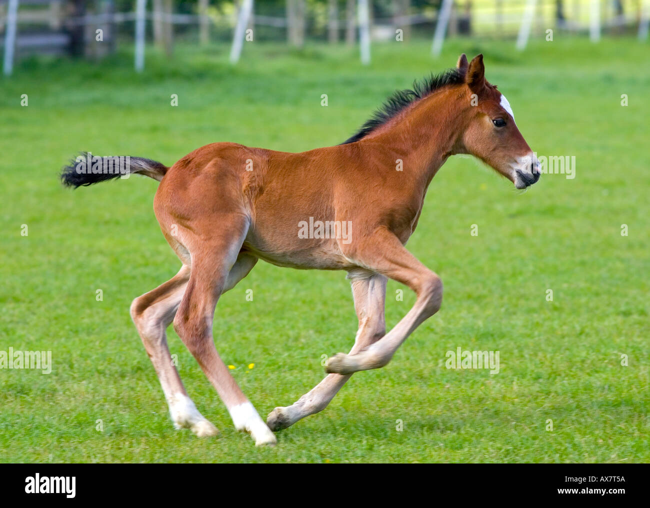 Foal kissing hi-res stock photography and images - Alamy