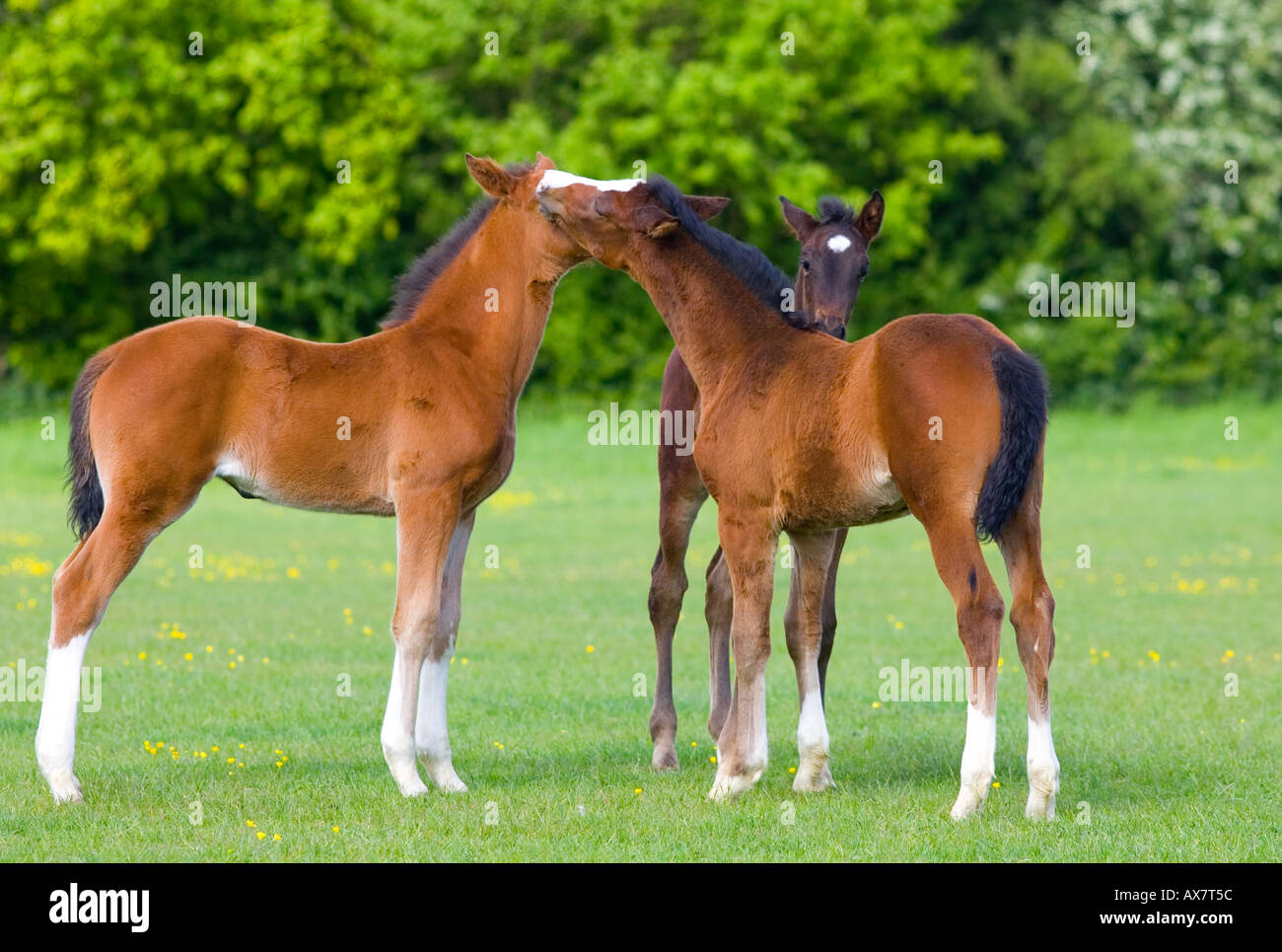 foals in a field together Stock Photo - Alamy