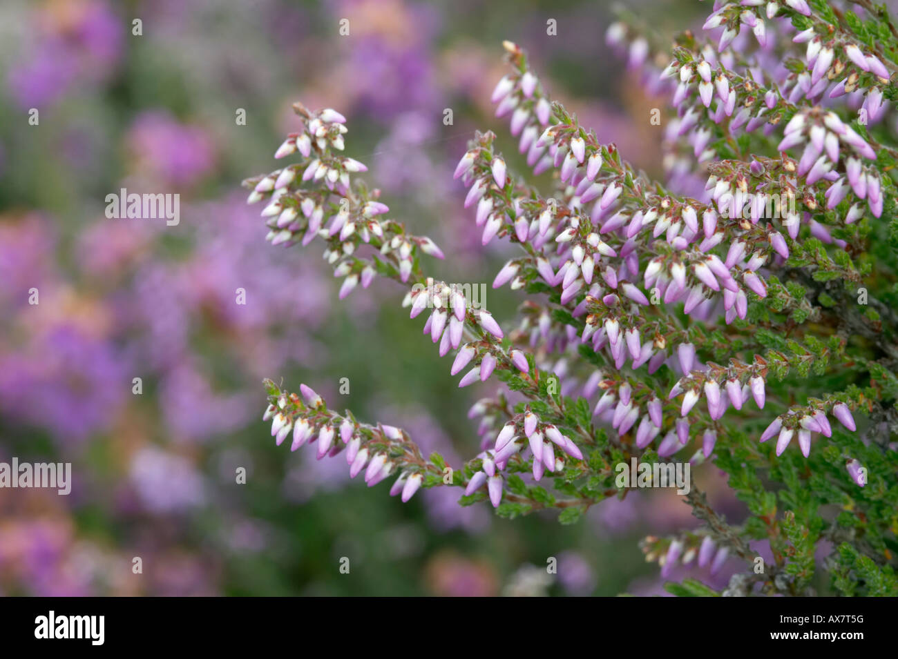 Heather Calluna vulgaris flowers Stock Photo - Alamy