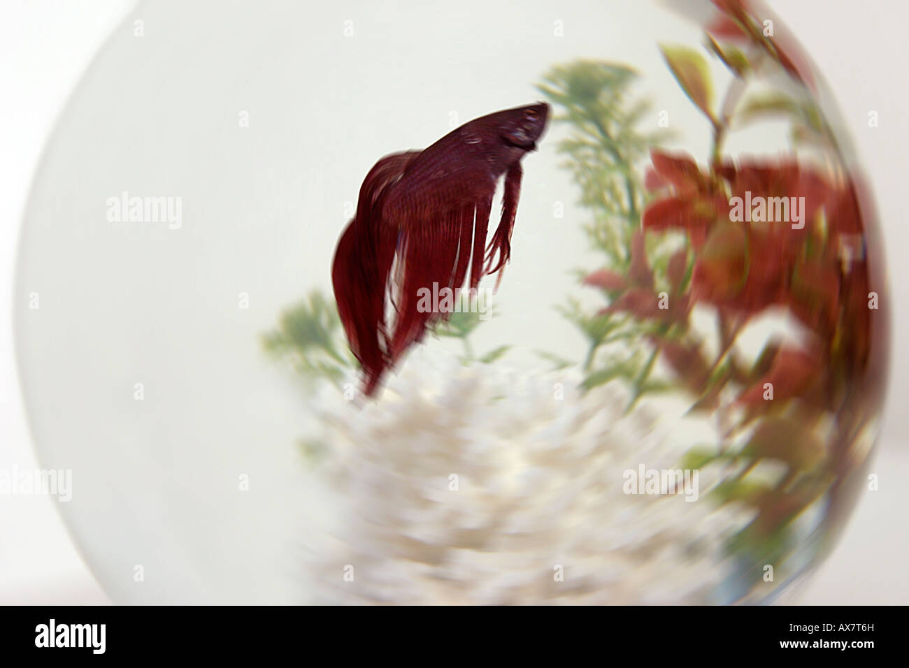 fish in bowl Stock Photo - Alamy