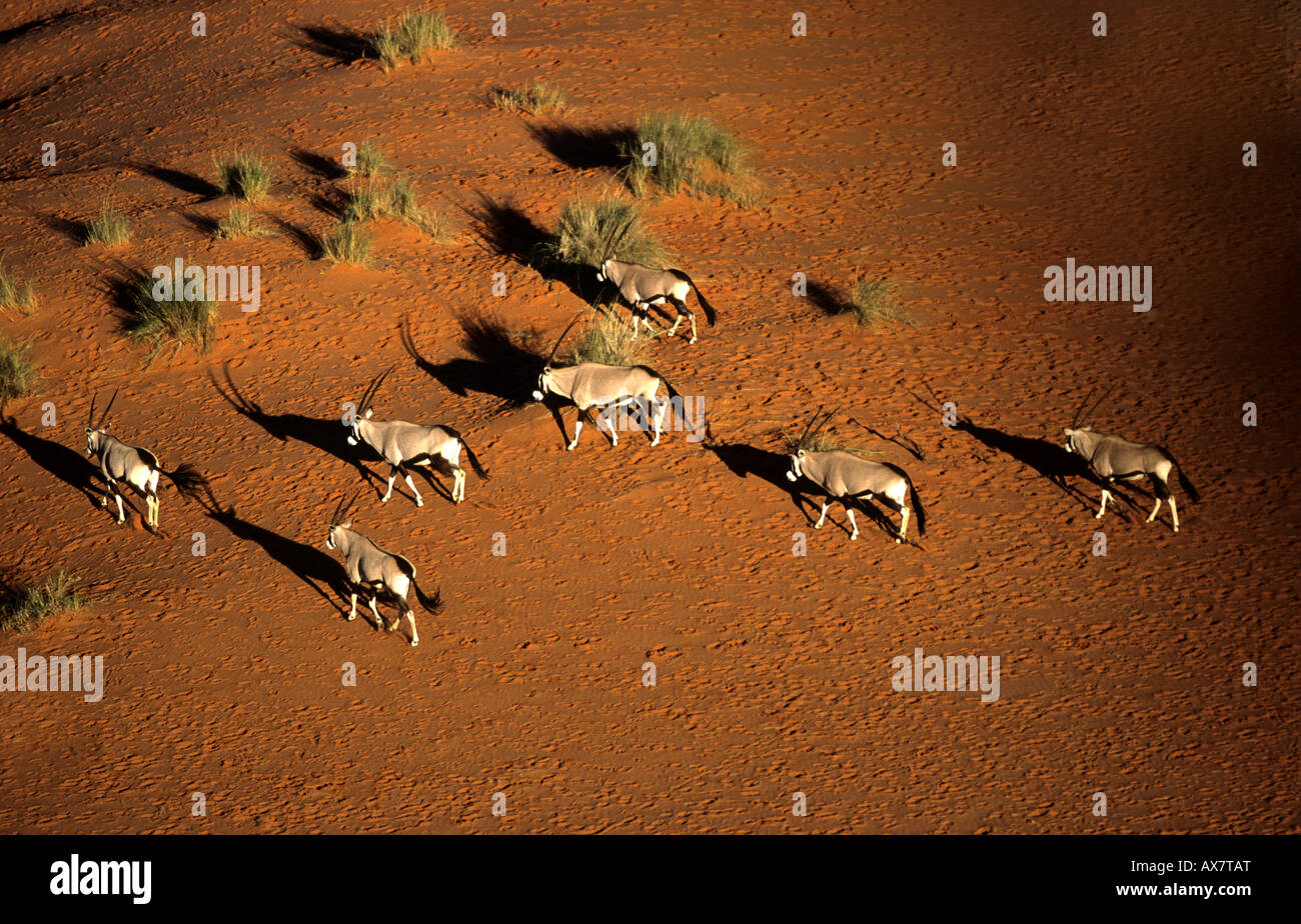 Aerial view of Oryx Gemsbok Oryx gazella Kalahari desert Farm ...