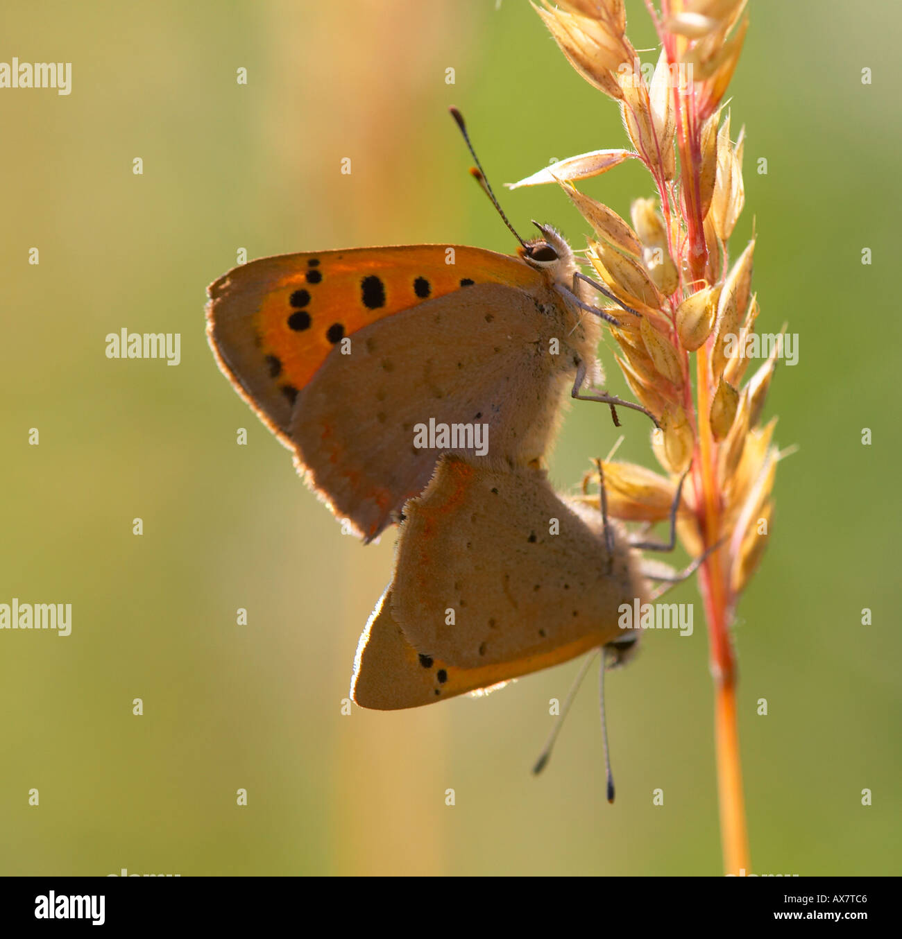 small copper butterflies mating on a grass seedhead lycaena phlaeas ...
