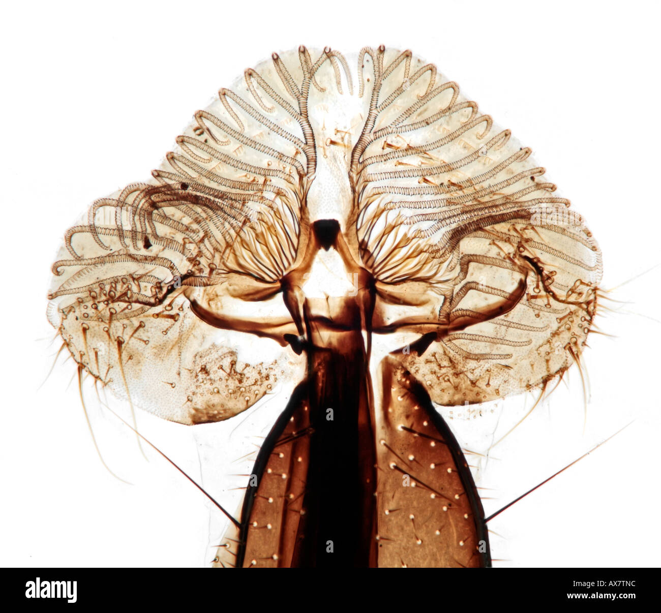 fly proboscis detail showing sponge like organ Stock Photo - Alamy