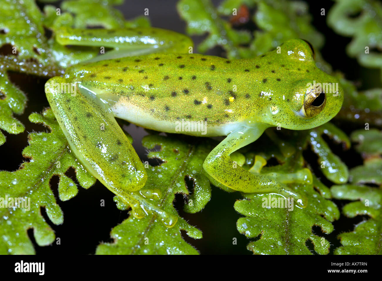 Glass frog (Centrolene prosoblepon) from cloudforest in Western Ecuador ...