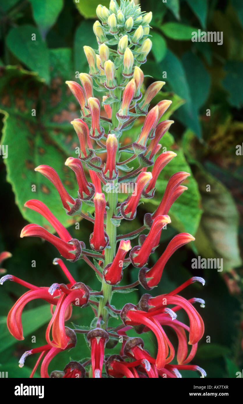 Bridgesii hi-res stock photography and images - Alamy