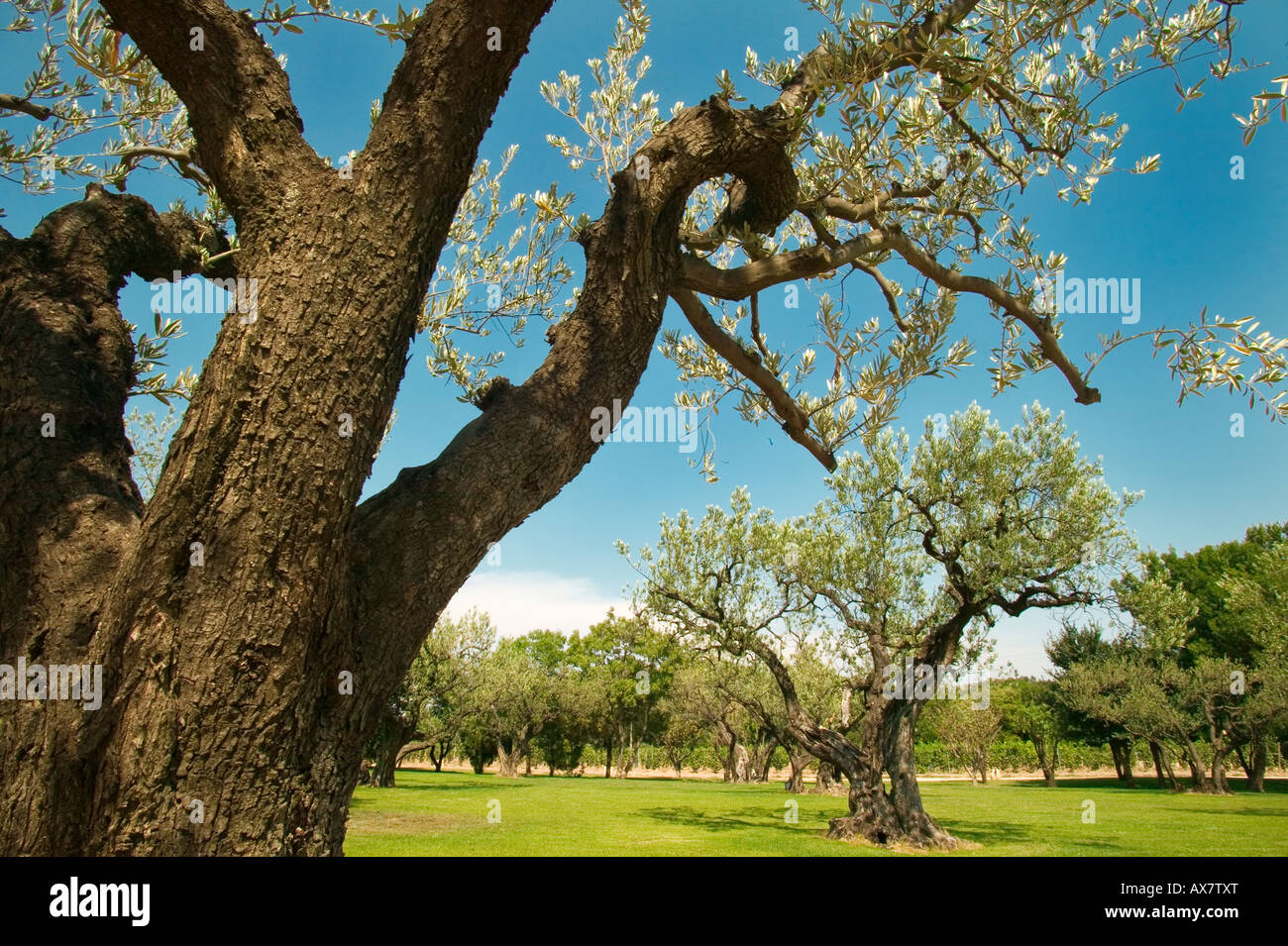 OLIVE TREE - PROVENCE - FRANCE Stock Photo - Alamy