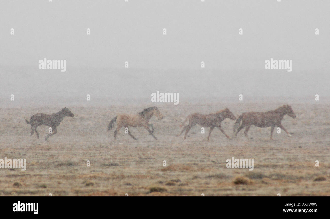 wild horses in mountain blizzard snow Stock Photo - Alamy