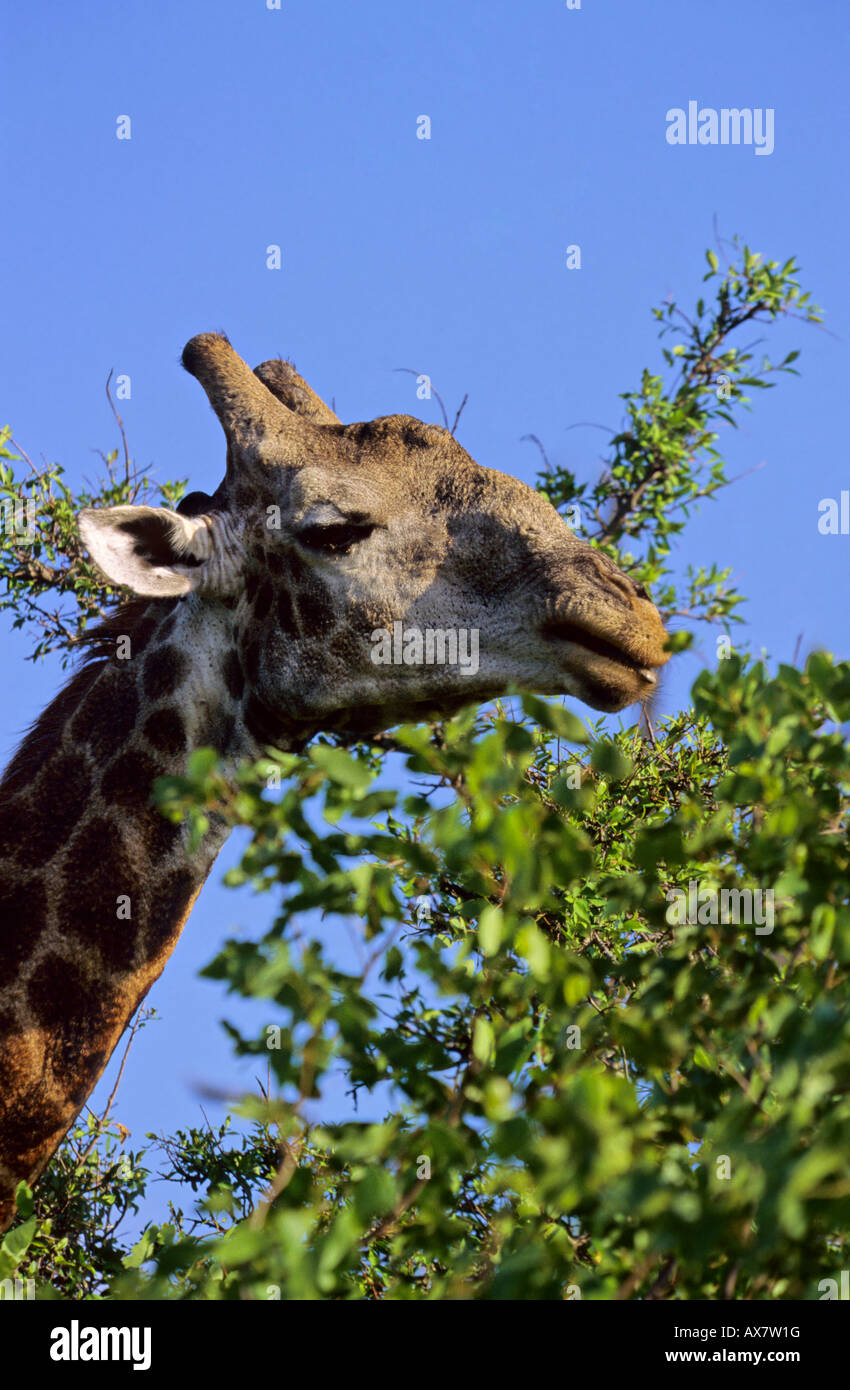Giraffe eating acacia tree leaves. Kruger National Park. South Africa ...