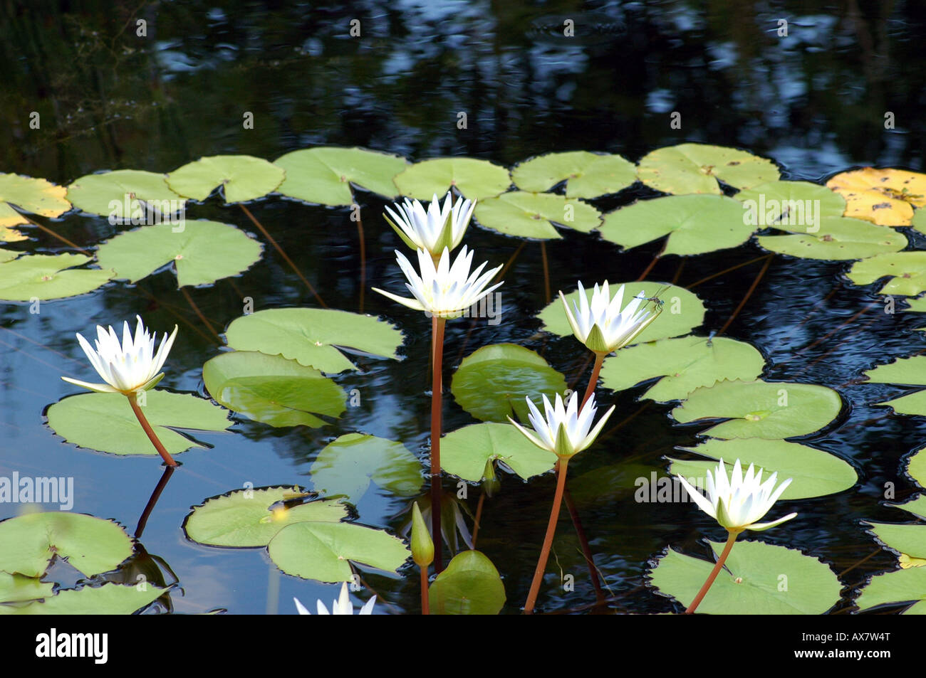 This is an image of some white water lilies Stock Photo - Alamy