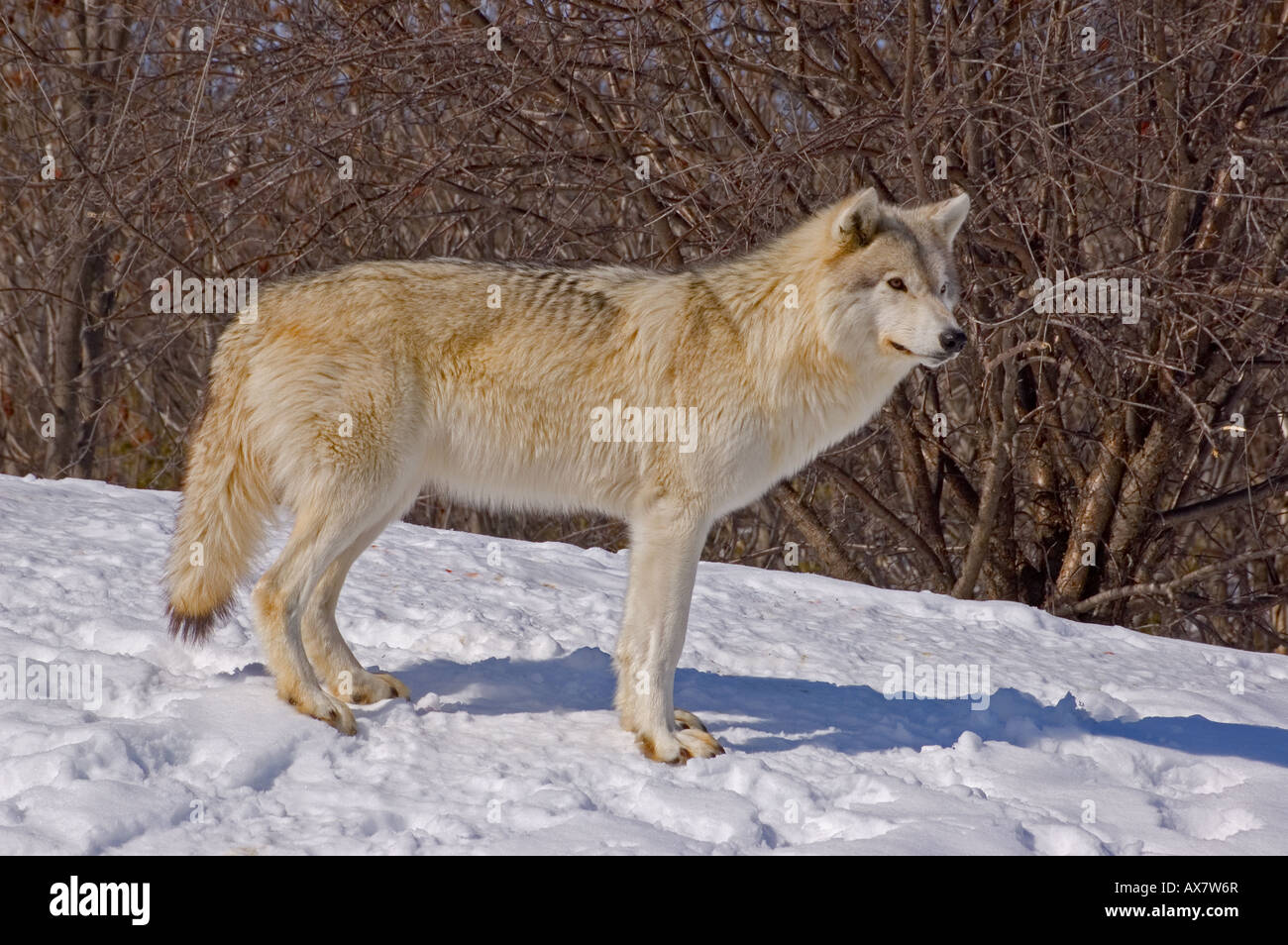 A watching timber wolf Stock Photo - Alamy