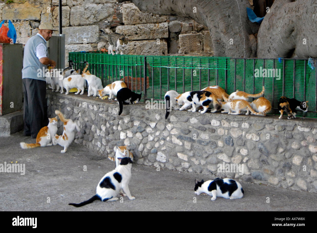 Cats along Crusader fort wall, Kos harbor, Kos Island, Dodecanese Isles ...