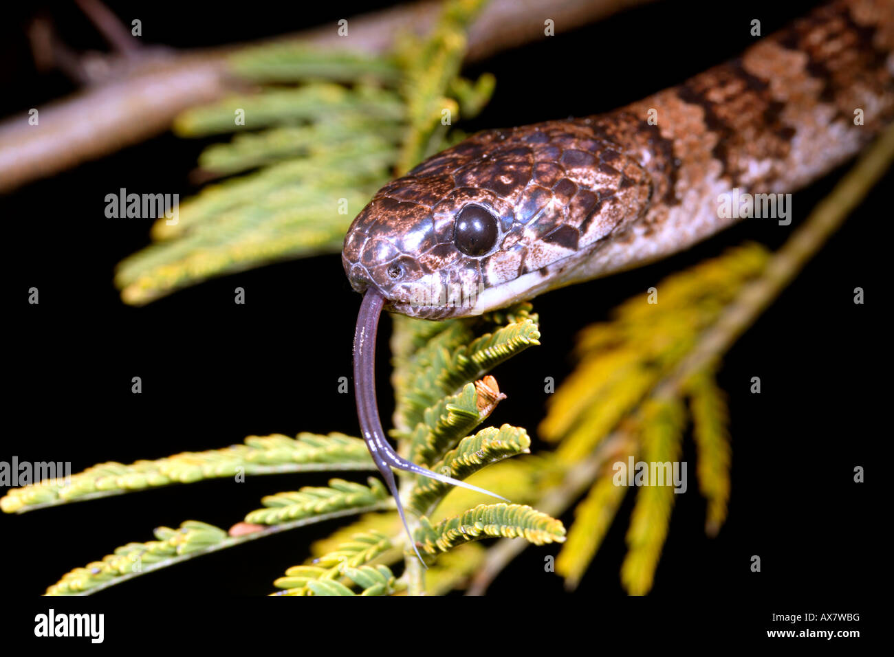 Snail eating snake (Dipsas oreas) from the Ecuadorian Andes Stock Photo ...