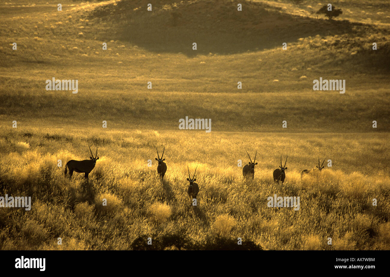 Farm langvlakte hi-res stock photography and images - Alamy