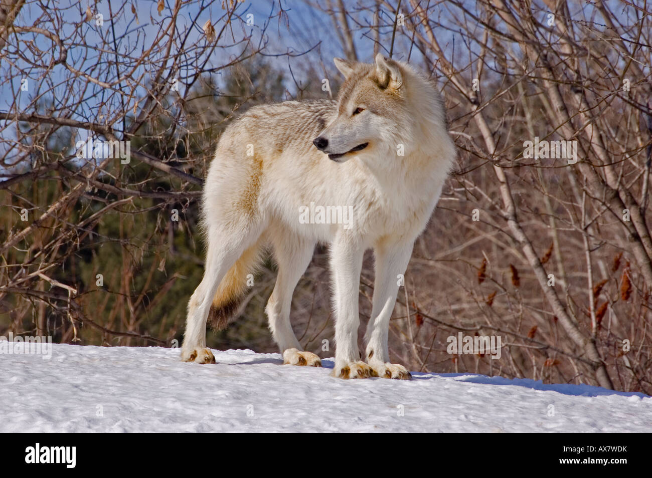 A timber wolf Stock Photo - Alamy