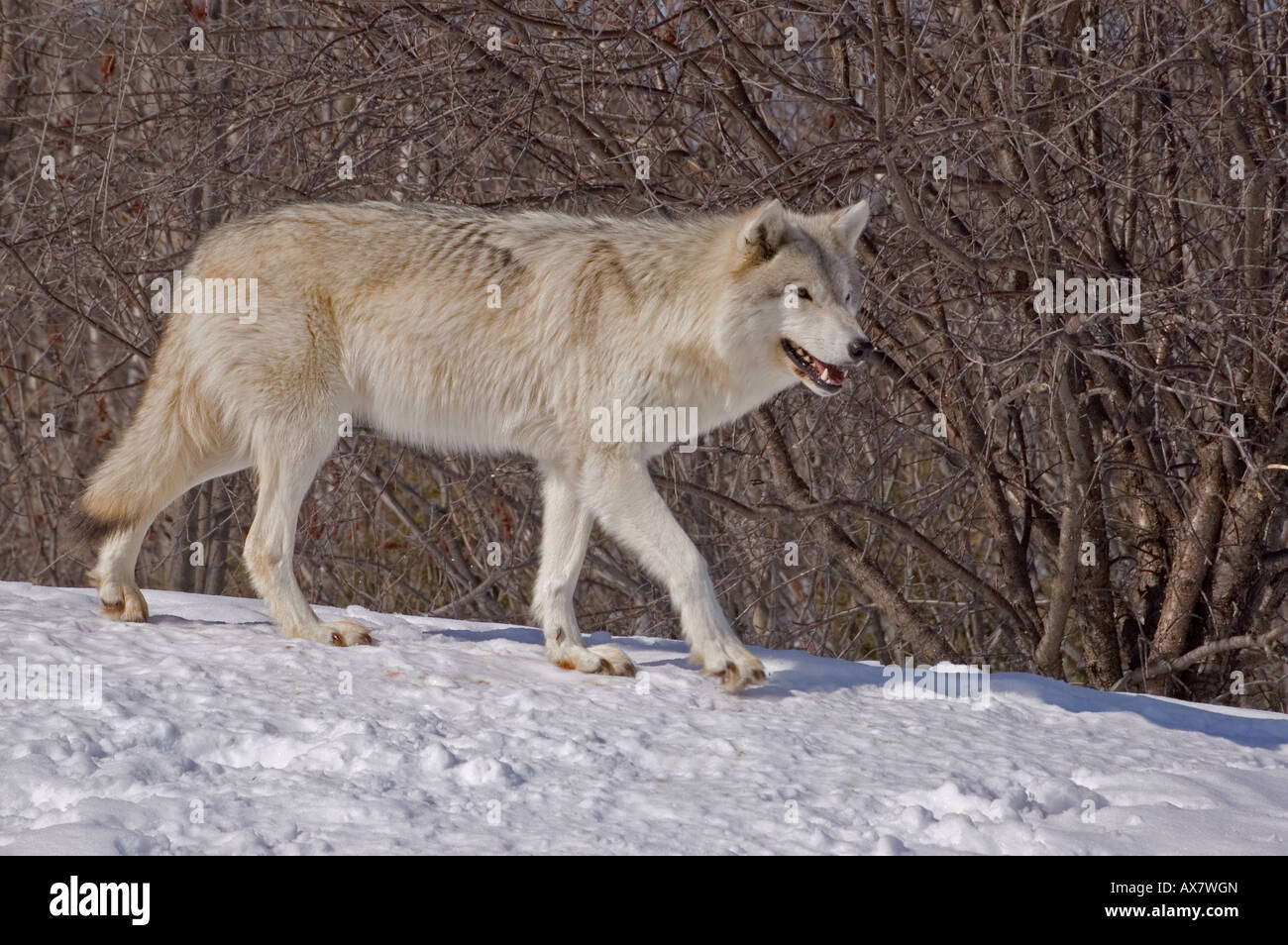 A timber wolf Stock Photo - Alamy