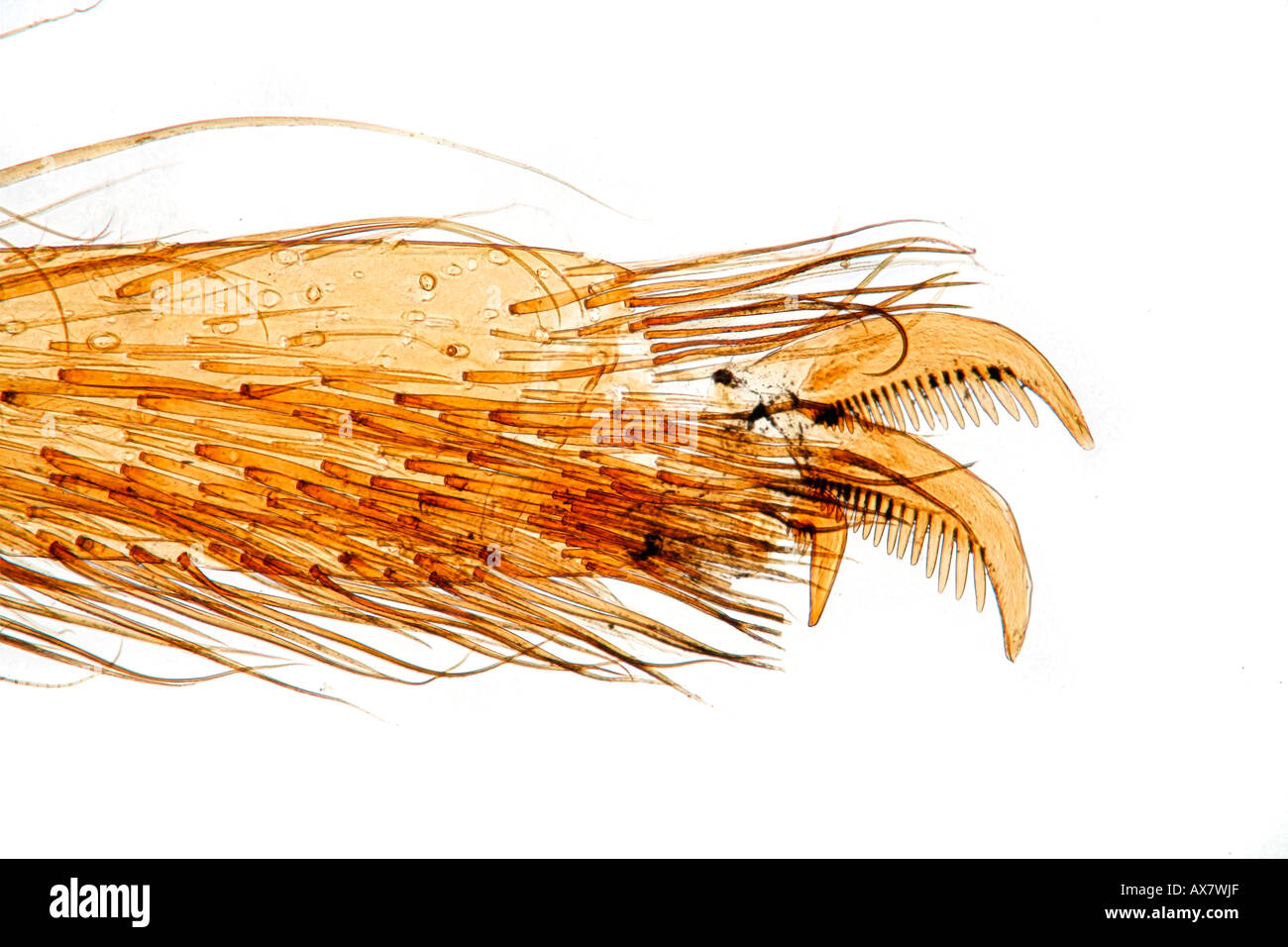 house spider foot detail photomicrograph Stock Photo - Alamy