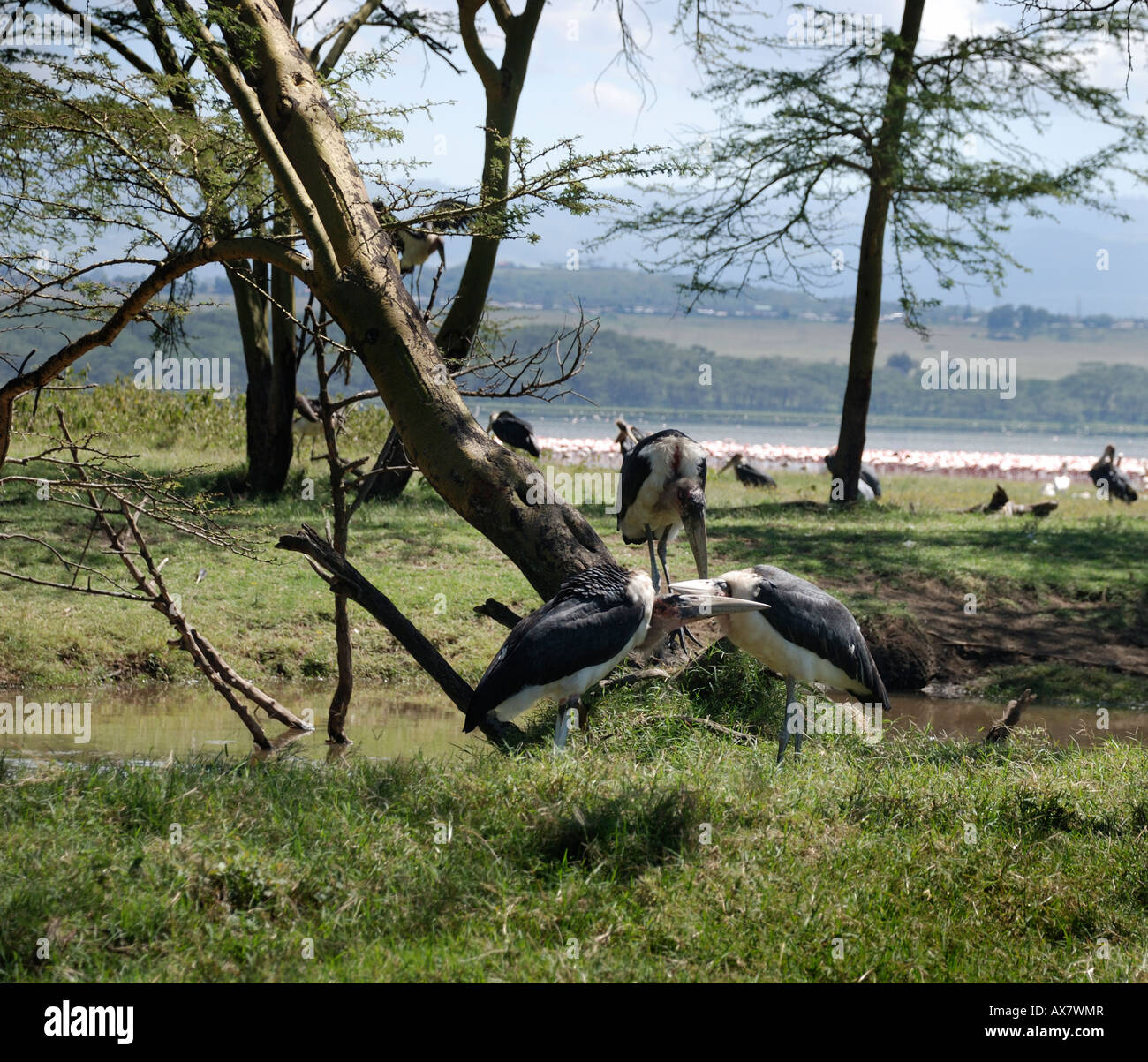 Group white storks in hi-res stock photography and images - Alamy