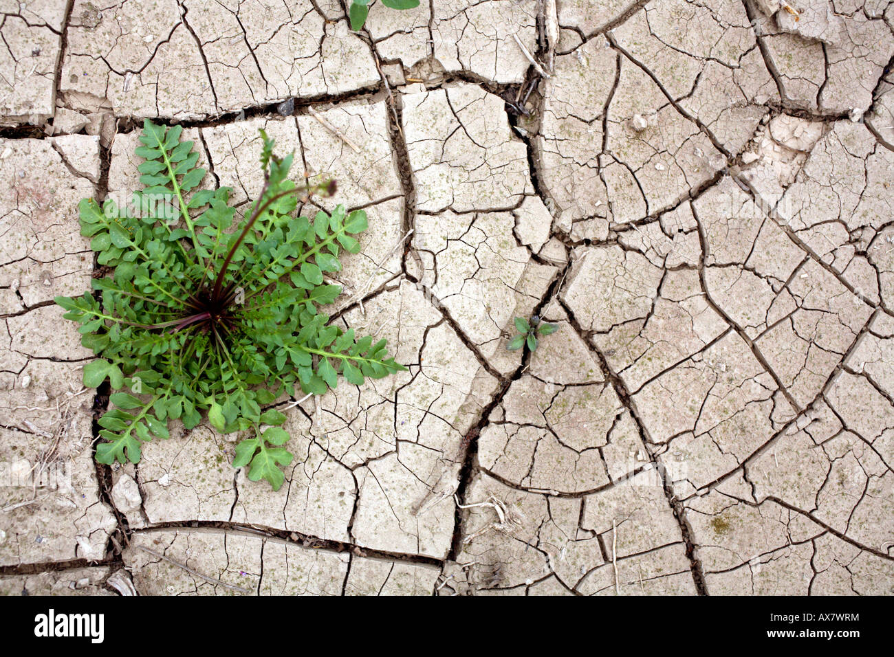 Crack in the soil hi-res stock photography and images - Alamy