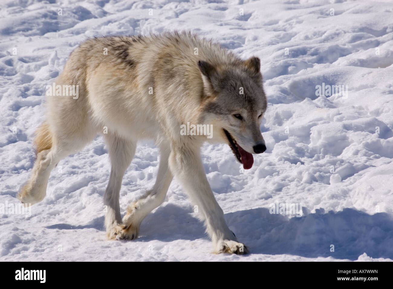 A timber wolf Stock Photo - Alamy